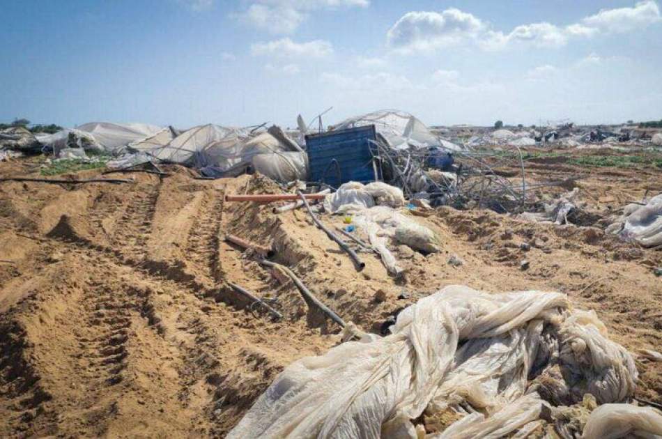 Deliberate destruction of agricultural lands in Gaza; more than 75% of ...